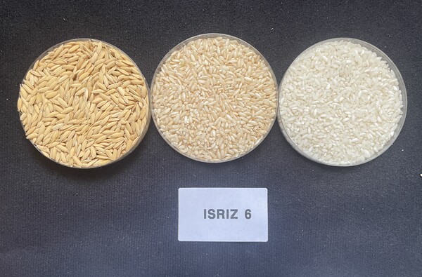 Korea-Africa Summit 2024: Advancing Food Security and Agricultural ...