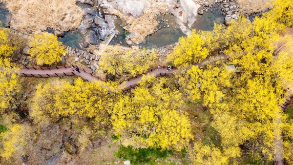 Golden waves of spring unfold as the Gurye Sansuyu Blossom Festival begins